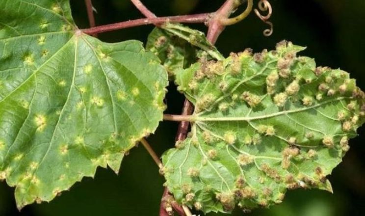 Філоксеростійка підщепа – єдиний шлях захисту винограду - AgroTimes