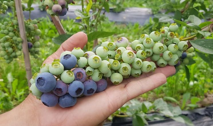 Менше 10 т/га лохини робить плантацію збитковою - AgroTimes