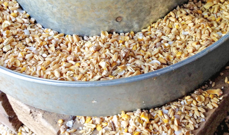 Як Т-2 токсин впливає на імунні процеси в організмі птиці - AgroTimes