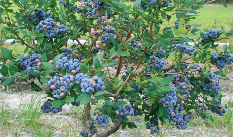 Спеціаліст назвав 7 складових успіху вирощування лохини - AgroTimes