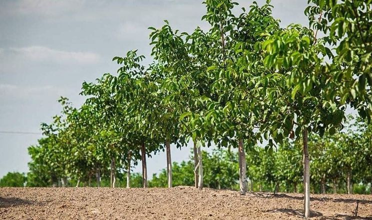 Волоський горіх можна підживлювати менше норми при значному відхиленні pH ґрунту - AgroTimes