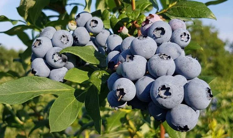 Лохина сорту Дюк найбільше страждає від раку - AgroTimes