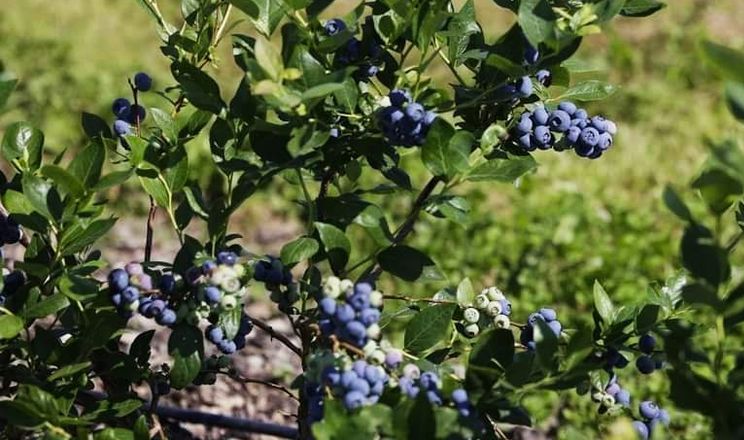Комунальне підприємство зібрало перший врожай лохини на Прикарпатті ...