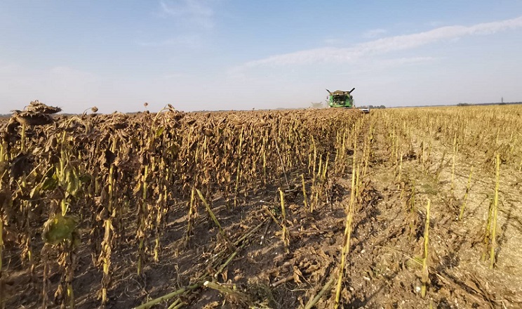 «Агрейн» завершила збирання соняшнику на Чернігівщині та Одещині - AgroTimes