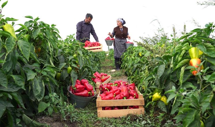 Нестача робітників стримує овочівництво - AgroTimes