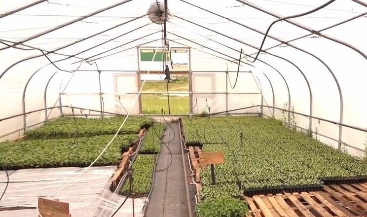 Тунелі окупили себе, врятувавши розсаду на Чернігівщині - AgroTimes