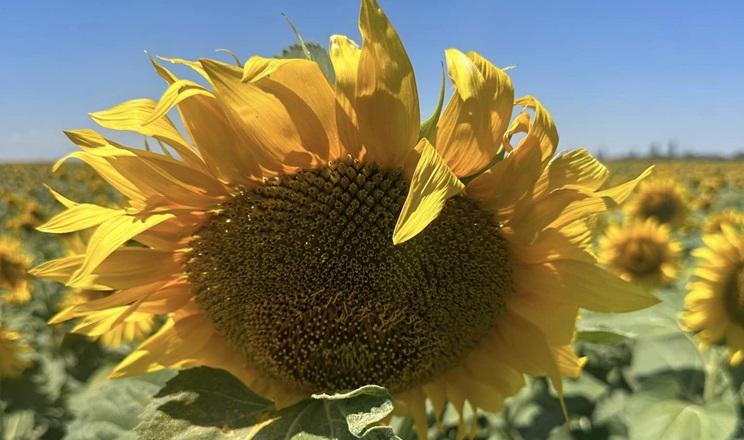 На Півдні аномально рано зацвів соняшник - AgroTimes