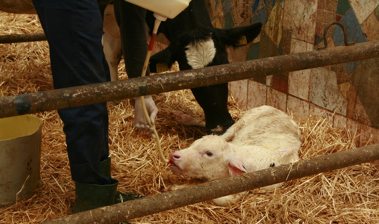 Правила успішного отелення корів - AgroTimes