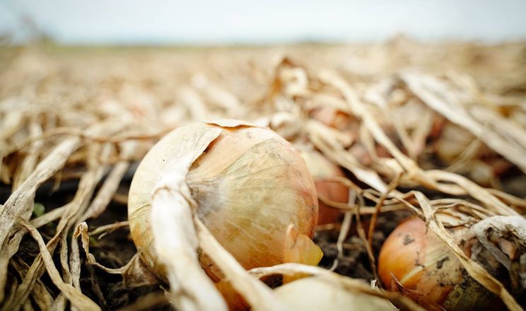 Полтавський фермер подвоїв урожаї завдяки зрошенню - AgroTimes