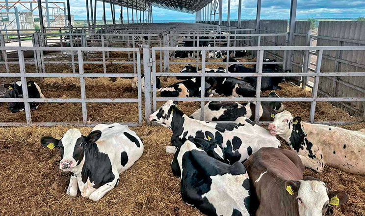 «Понори» намагаються розвіяти міф, що імпортні нетелі кращі - AgroTimes
