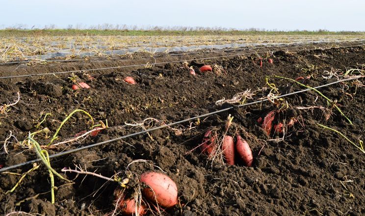 На Одещині збирають врожай батату - AgroTimes