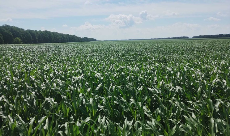 Як формують структуру посівів у Придніпровському кластері KERNEL - AgroTimes