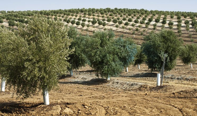 Херсонські фермери спробують вирощувати оливки разом із греками - AgroTimes