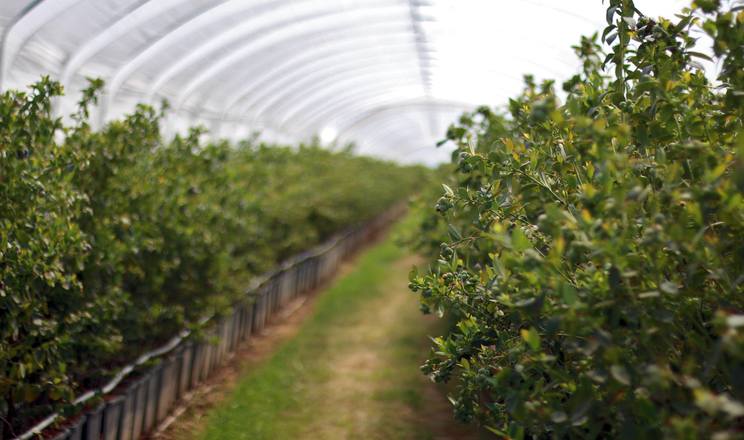 Теплична лохина Прикарпаття вийде на ринок за найкращою ціною - AgroTimes