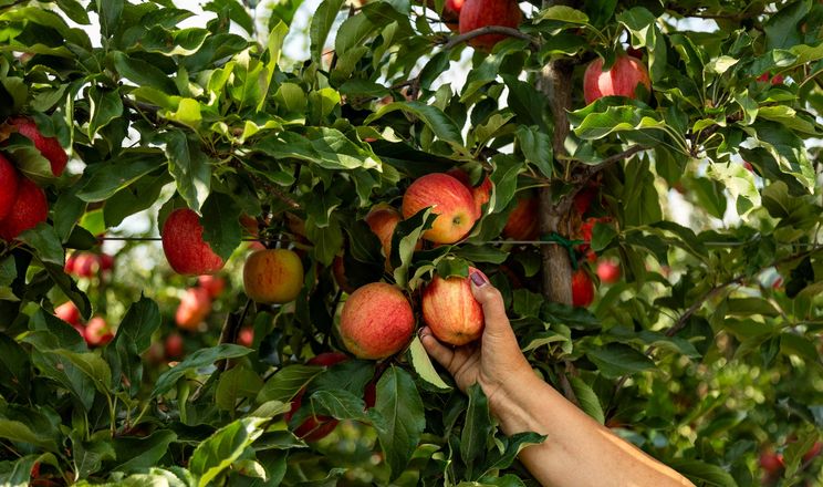Найбільший виробник яблук розпочав новий сезон - AgroTimes