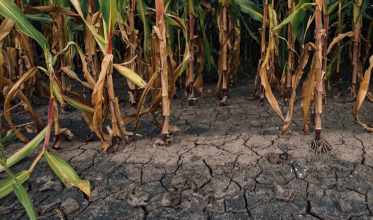 Миколаївщина залишилась майже без кукурудзи через посуху - AgroTimes
