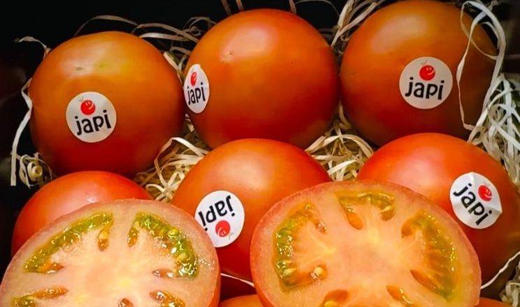Sakata представила новий томат Japi з вираженим смаком - AgroTimes